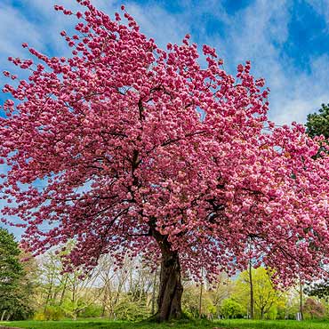 18 arbres à fleurs roses planter pour sublimer le jardin